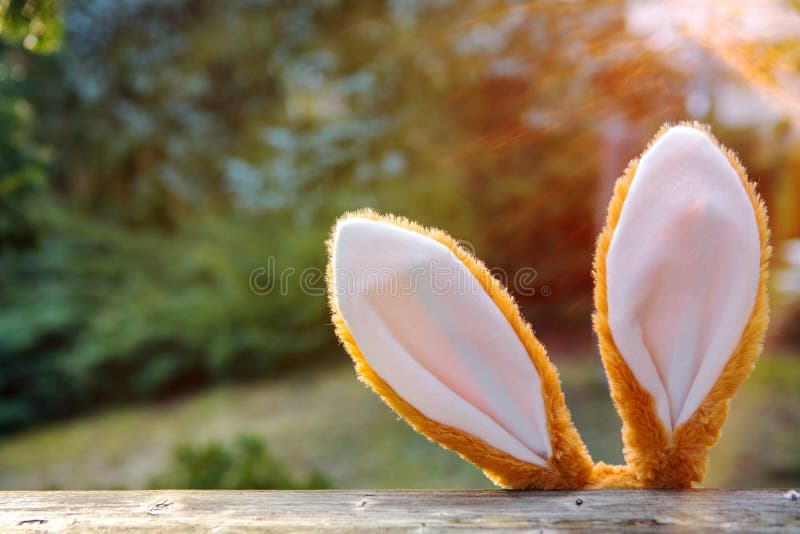 Easter Bunny Ears Looking Up from Behind a Fence Stock Photo - Image of ...