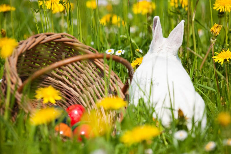 Easter Bunny with Eggs in Basket Stock Photo - Image of easter, hidden ...