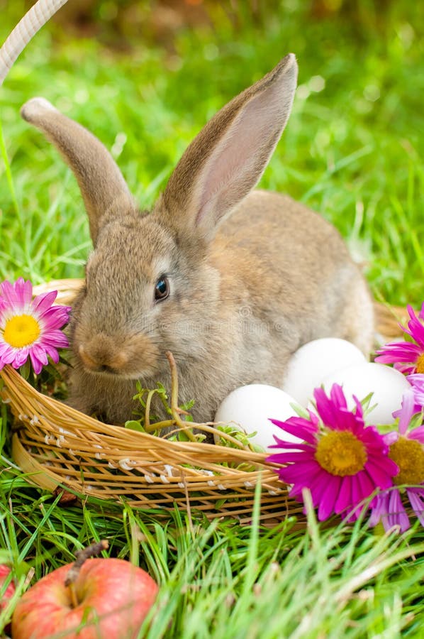 Easter Bunny with Eggs in Basket Stock Image - Image of gift, baby ...