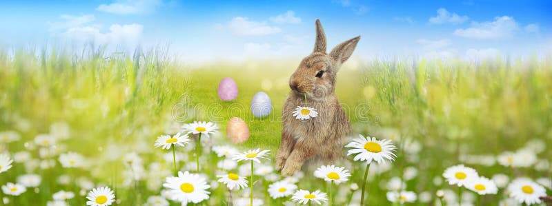 Easter Bunny with Easter Eggs on Grass Field in Spring Flower Meadow ...