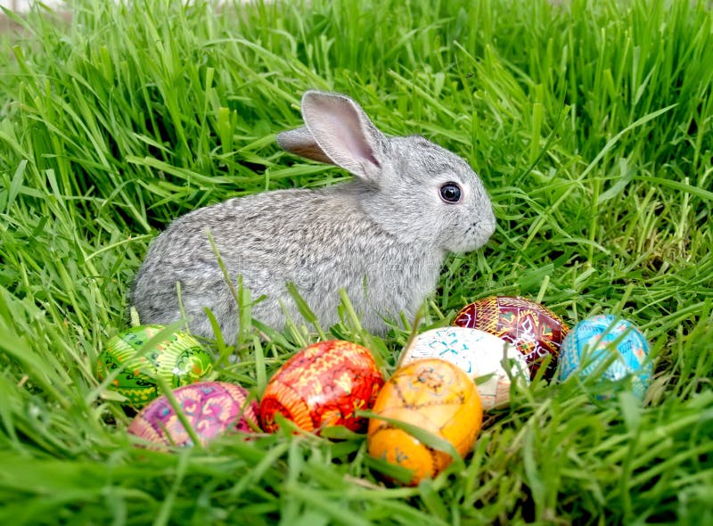 Easter Bunny with Eggs on Green Grass Stock Photo - Image of ...