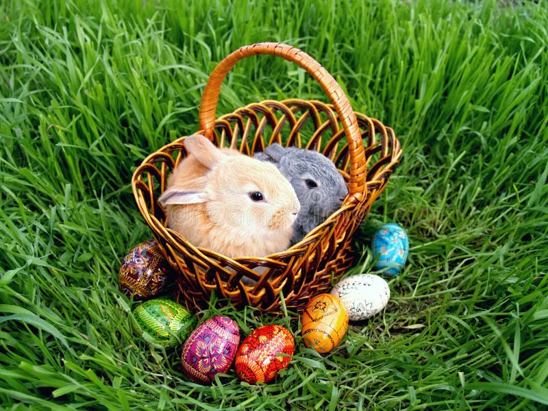 Easter Bunny Eggs on Green Grass Stock Photo - Image of beautiful ...