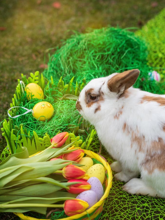 Easter Bunny and Easter Eggs on Green Grass Stock Photo - Image of ...