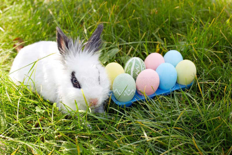 Easter Bunny with Eggs on a Meadow in Spring Stock Image - Image of ...