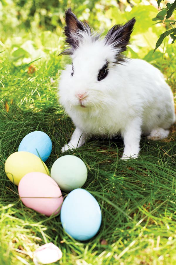 Easter Bunny with Eggs on a Meadow in Spring Stock Image - Image of ...