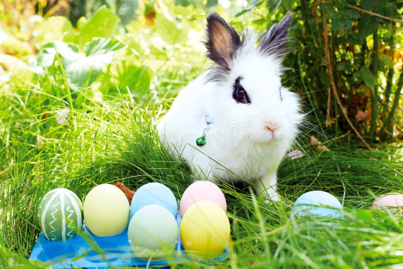Easter Bunny with Eggs on a Meadow in Spring Stock Photo - Image of ...