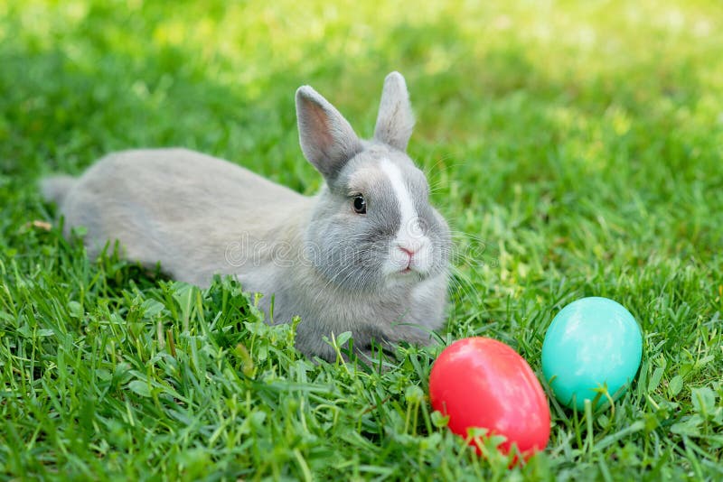 Easter Bunny and Easter Eggs on Spring Green Grass. Cute Rabbit Stock ...