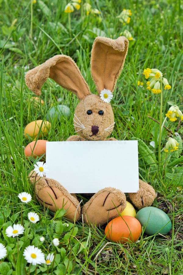 Easter Bunny stock photo. Image of cottontail, white - 18666046