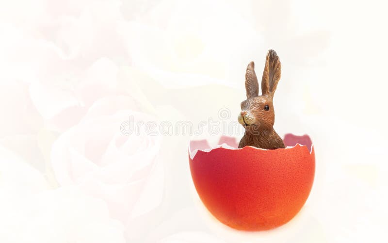 An Easter Bunny in an Eggshell Stock Photo - Image of isolated, bunny ...