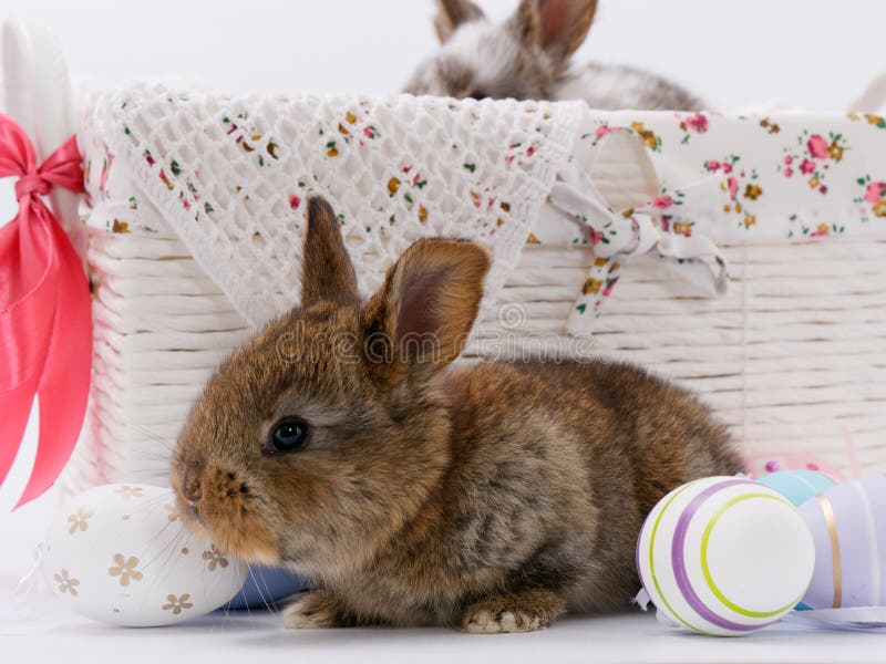 Easter Bunny in a Festive Easter Basket with Colored Eggs on a White ...