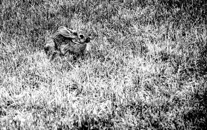 Easter bunny in a field. stock image. Image of summer - 112725799