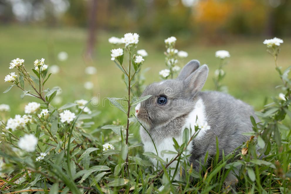 Easter Bunny in a Field of White Flowers in Spring. Stock Image - Image ...
