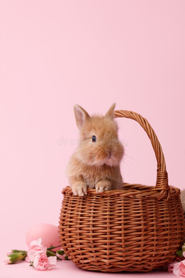 Easter Bunny with Flowers and Eggs Stock Photo - Image of ginger ...