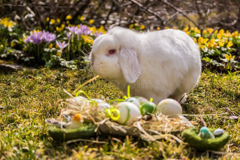 Easter bunny in the Garden stock image. Image of green - 210784779