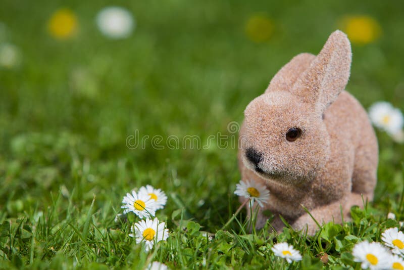 Easter bunny in the garden stock image. Image of grass - 33622093