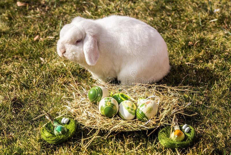 Easter bunny in the Garden stock image. Image of garden - 215424533