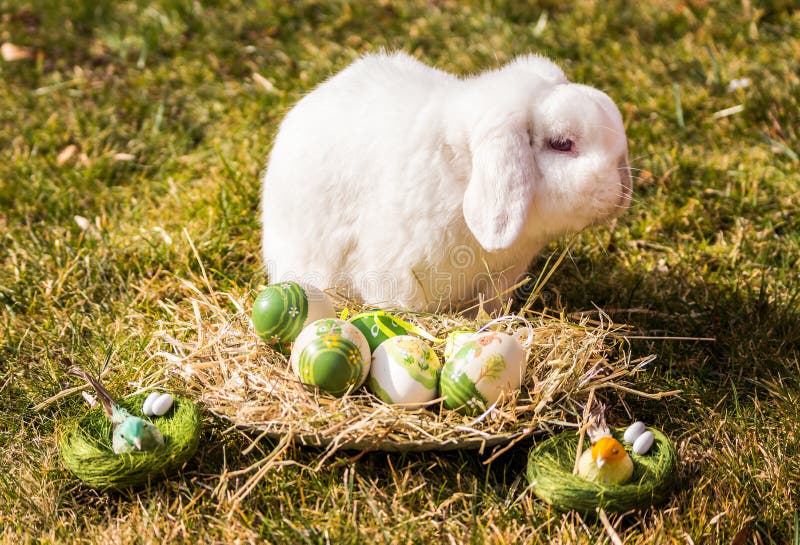 Easter bunny in the Garden stock image. Image of garden - 215424551