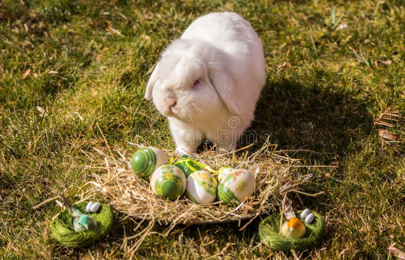 Easter bunny in the Garden stock photo. Image of domestic - 215424558