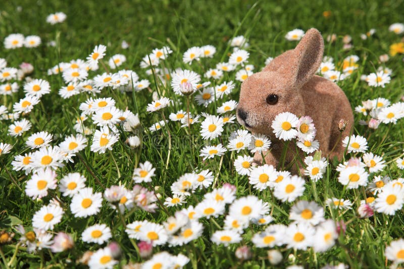 Easter Bunny Hiding in the Garden Stock Image - Image of lifestyle ...
