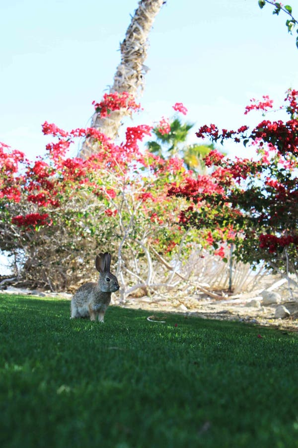 Easter Bunny Looking for Eggs Stock Image - Image of springvibes ...