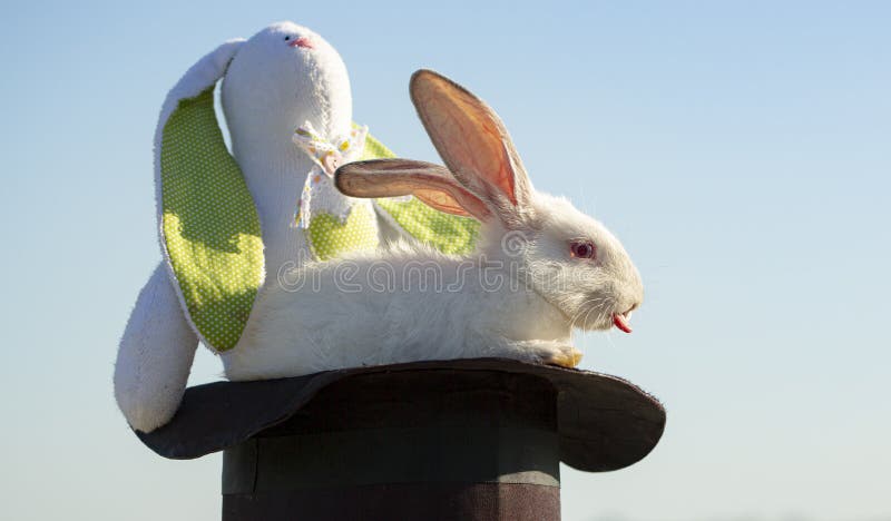 Easter Bunny Magician with Plush Toy Rabbit. Stock Photo - Image of ...