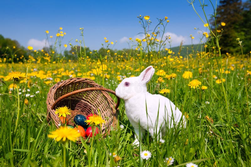 Easter Bunny on Meadow with Basket and Eggs Stock Photo - Image of ...