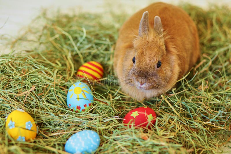 Easter bunny stock image. Image of holiday, springtime - 23446397