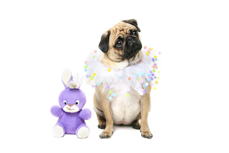 Easter Bunny & Pug stock image. Image of bunny, dogs - 4882359