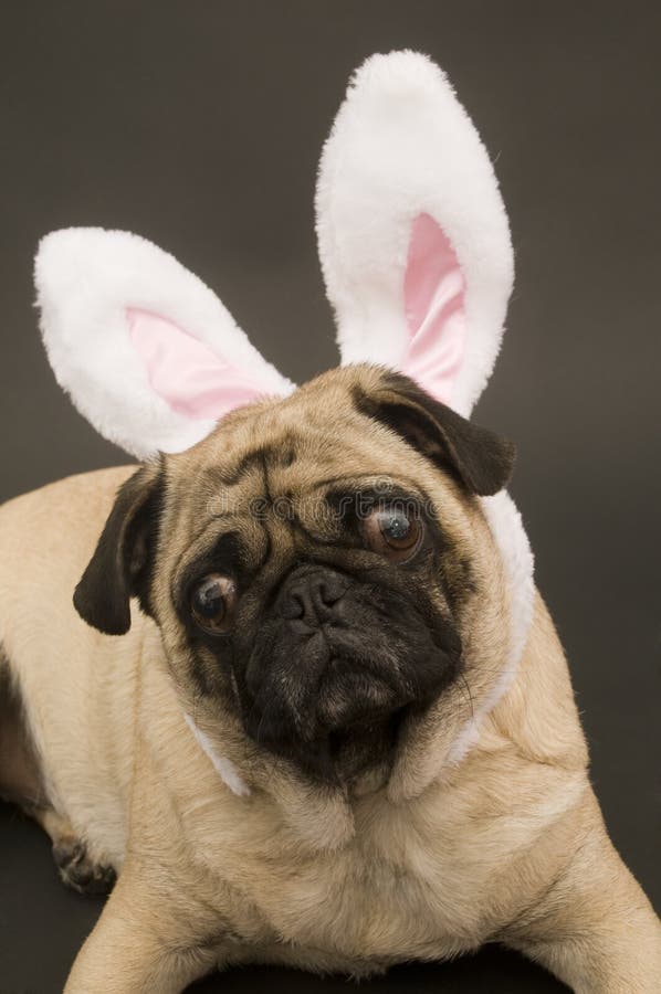 Easter Bunny Pug stock image. Image of laying, animal - 8970455