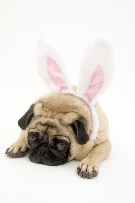 Easter Bunny Pug stock photo. Image of animal, cute, costume - 8983852