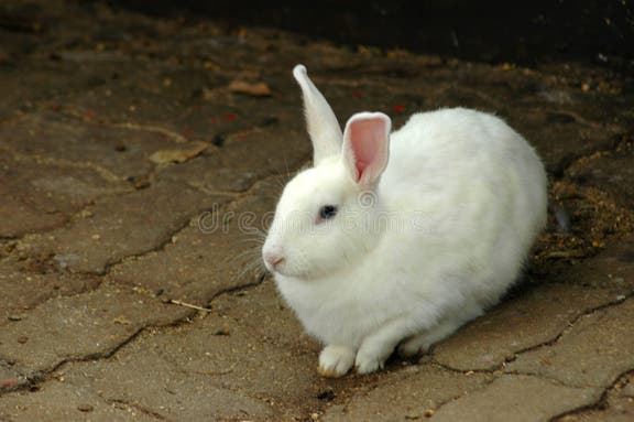 Easter Bunny Rabbit stock image. Image of tired, easter - 2076163