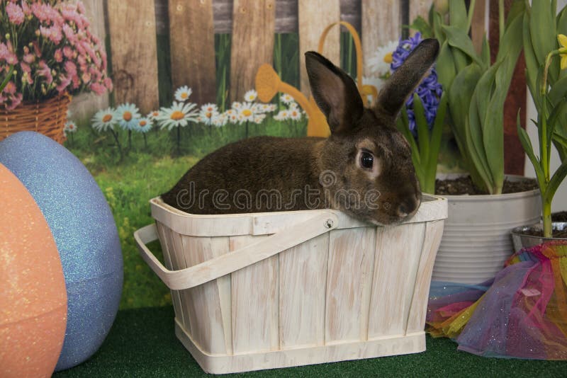 Easter Bunny Rabbit in Basket with Colored Eggs and Blooming Spring ...
