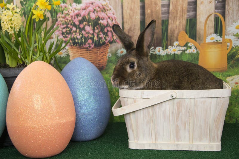 Easter Bunny Rabbit in Basket with Colored Eggs and Blooming Spring ...