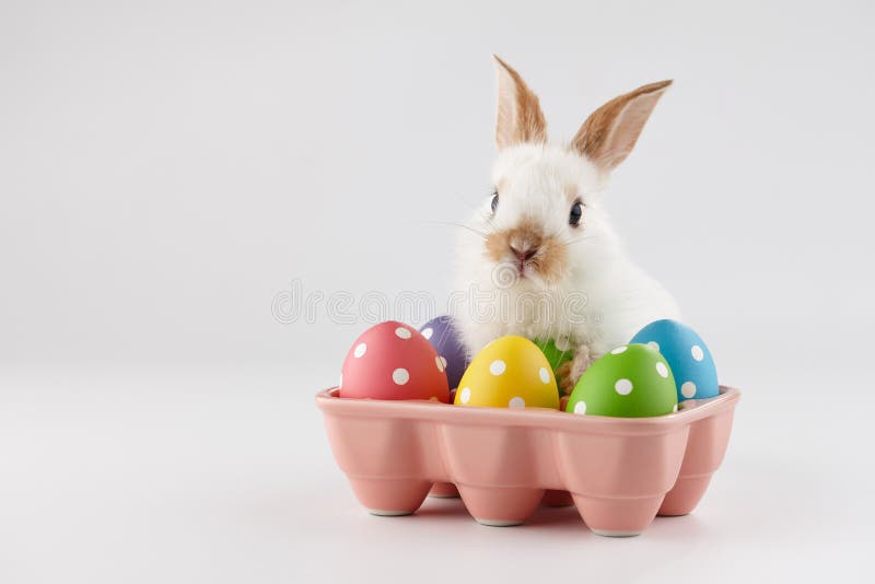 Easter Bunny Rabbit with Colorful Eggs Stock Image - Image of eggs ...