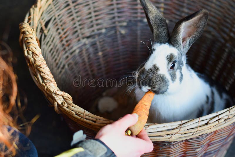 Easter Bunny, Rabbit Eating a Carrot Stock Photo - Image of mammal ...