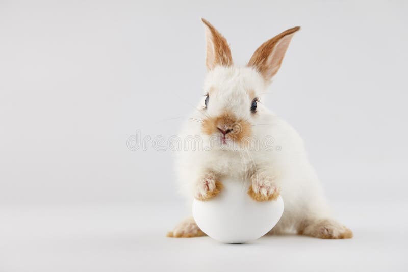Easter Bunny Rabbit with Egg on White Background Stock Photo - Image of ...