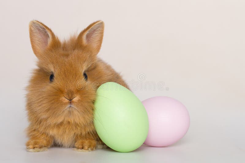 Easter Bunny Rabbit with Eggs. Stock Image - Image of friend, bunny ...