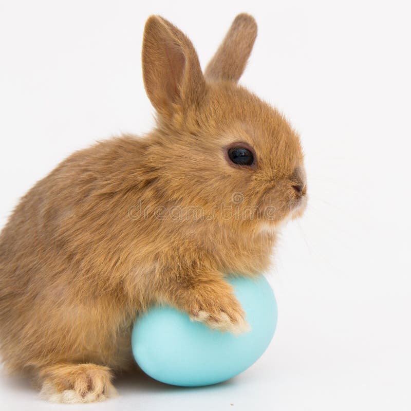 Easter Bunny Rabbit with Eggs. Stock Image - Image of green ...