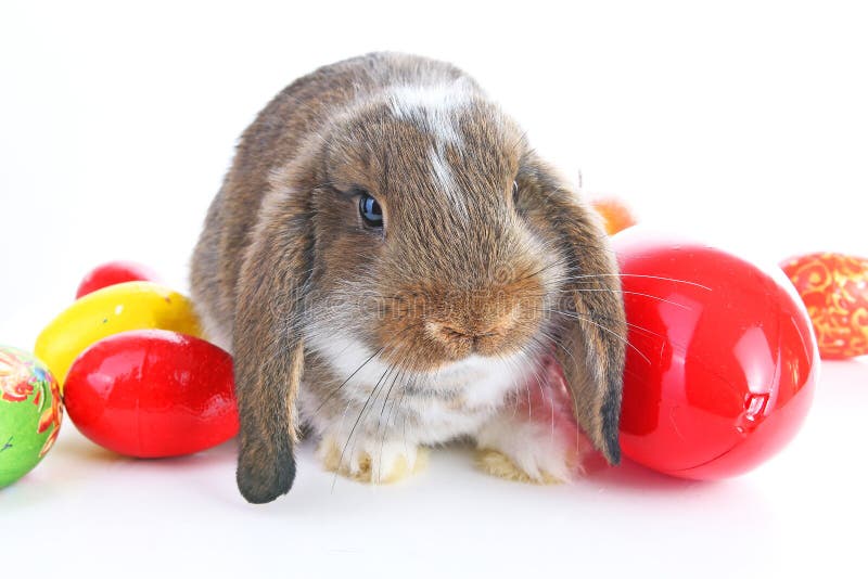 Agouti Rabbit. Baby Bunny Lop on Isolated White Studio Background. Lop ...