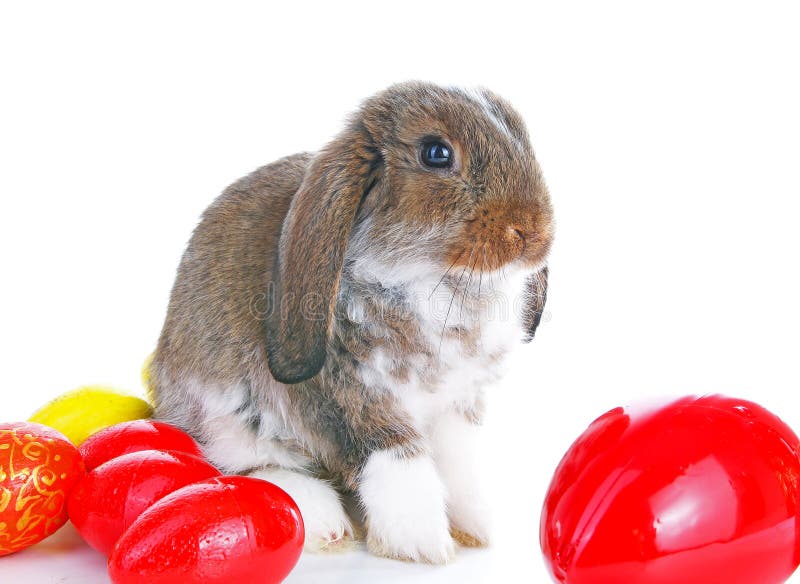 Agouti Rabbit. Baby Bunny Lop on Isolated White Studio Background. Lop ...
