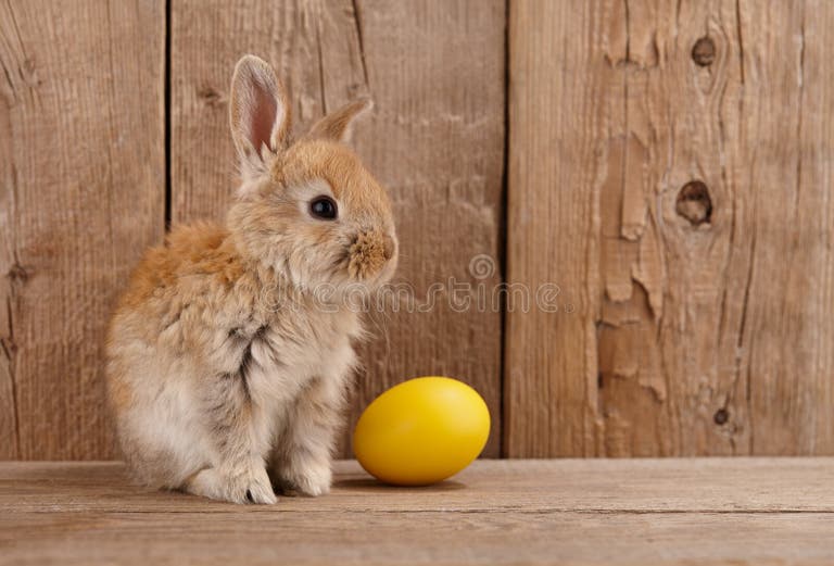 Easter Bunny Rabbit with Painted Egg Stock Photo - Image of easter ...