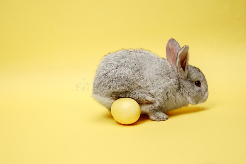 Easter Bunny Rabbit with Painted Egg on Yellow Background. Easter ...