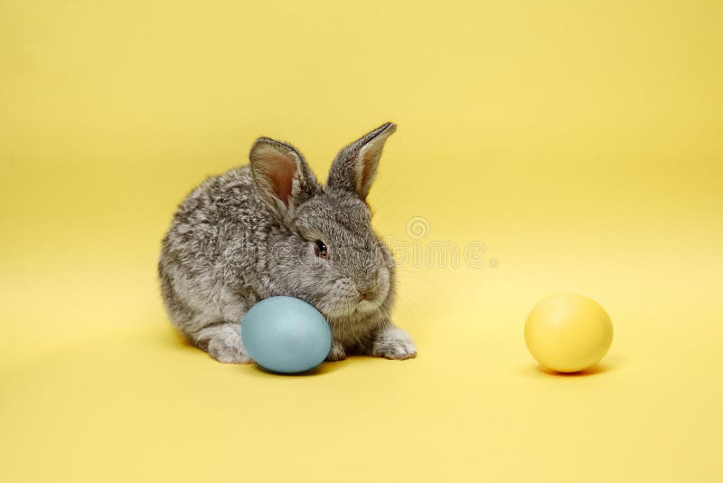 Easter Bunny Rabbit with Painted Eggs on Yellow Background. Easter ...