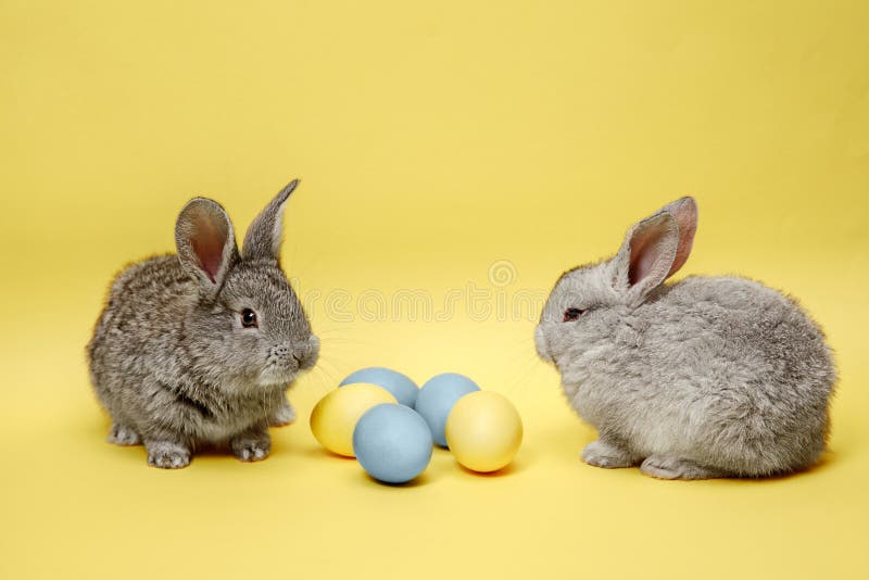 Easter Bunny Rabbits with Painted Eggs on Yellow Background. Easter ...