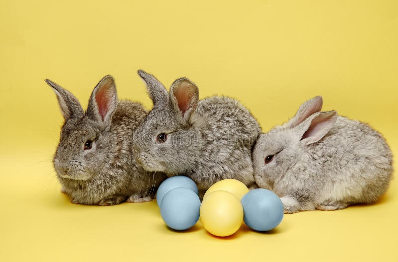 Easter Bunny Rabbits with Painted Eggs on Yellow Background. Easter ...