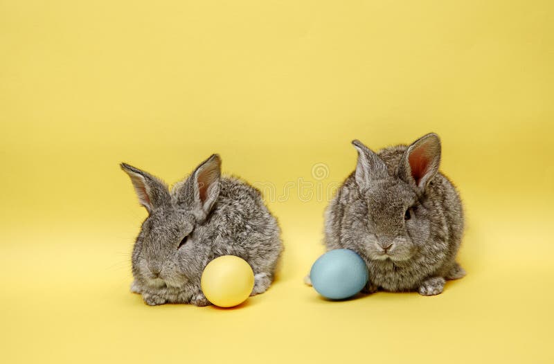 Easter Bunny Rabbits with Painted Eggs on Yellow Background. Easter ...