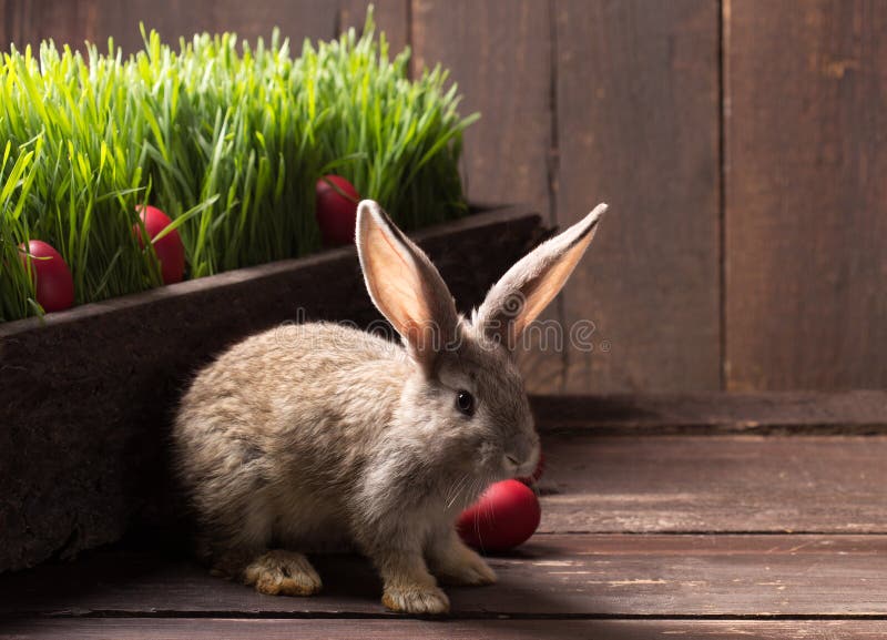 Easter bunny with red eggs stock photo. Image of holiday - 107959268