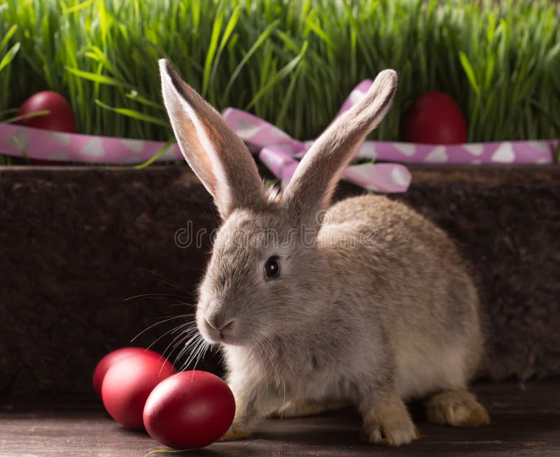 Easter bunny with red eggs stock photo. Image of holiday - 107959268