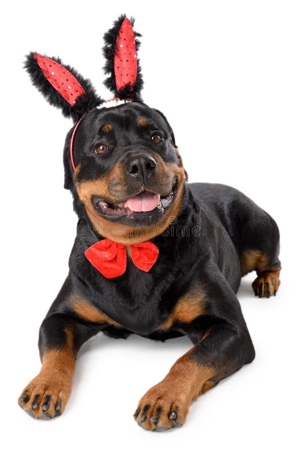 Easter bunny Rottweiler stock image. Image of laziness - 24579553