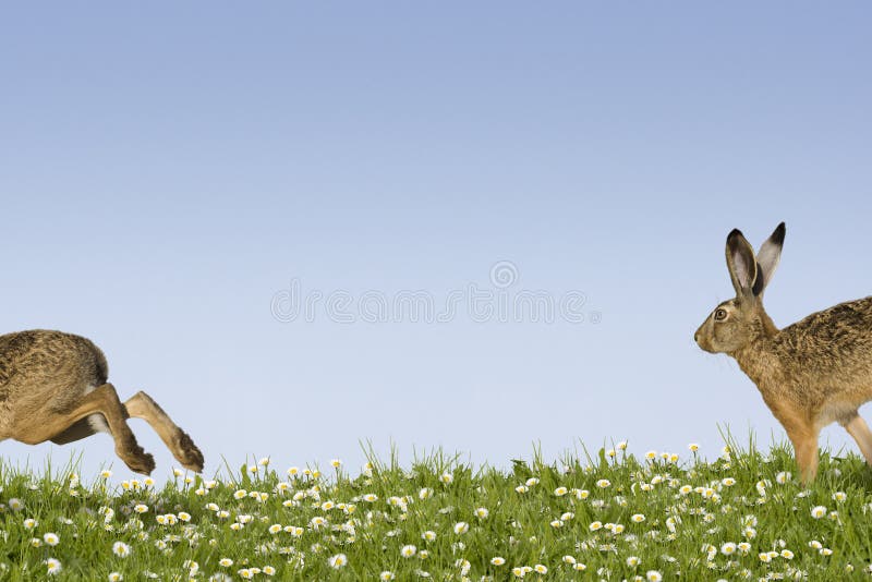 1,299 Running Bunny Stock Photos - Free & Royalty-Free Stock Photos ...
